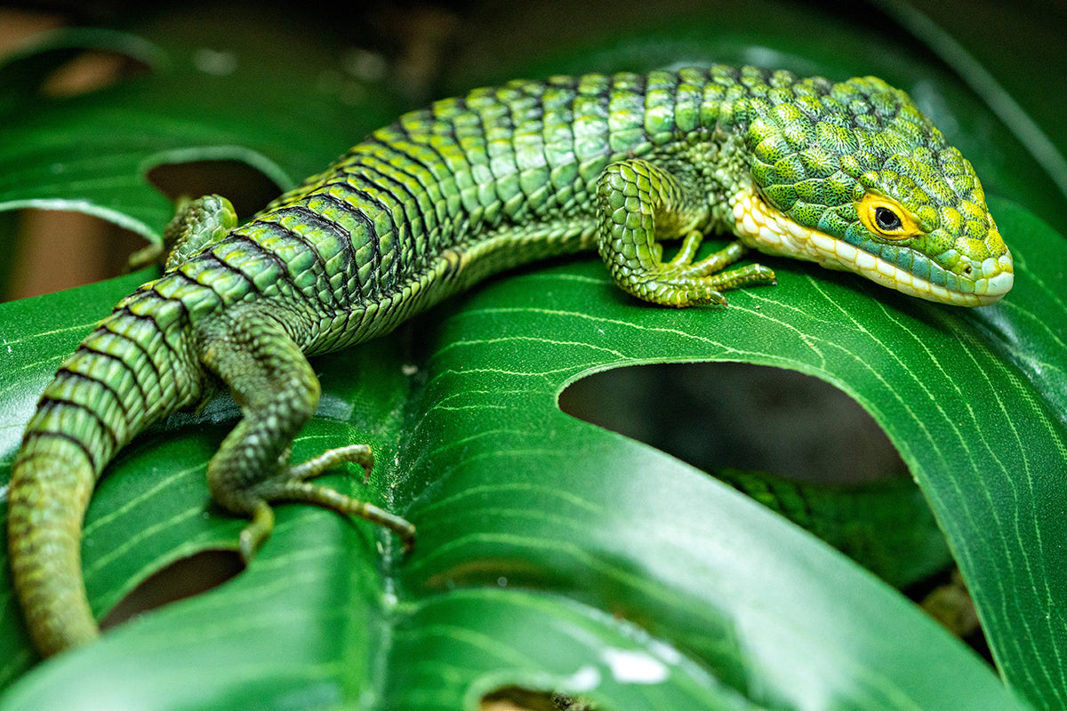 The Mexican Alligator Lizard: The Endangered Jewel of Mexico – New and Tips