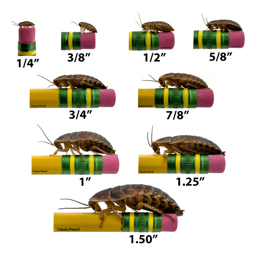Dubia Roaches for Sale – Page 2