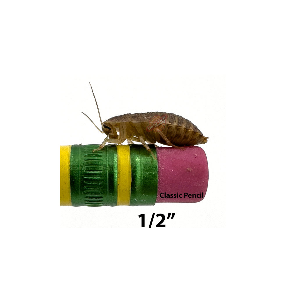 Dubia Roaches (Bulk)