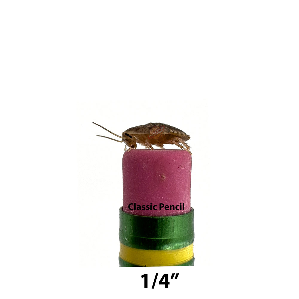 Dubia Roaches (Bulk)