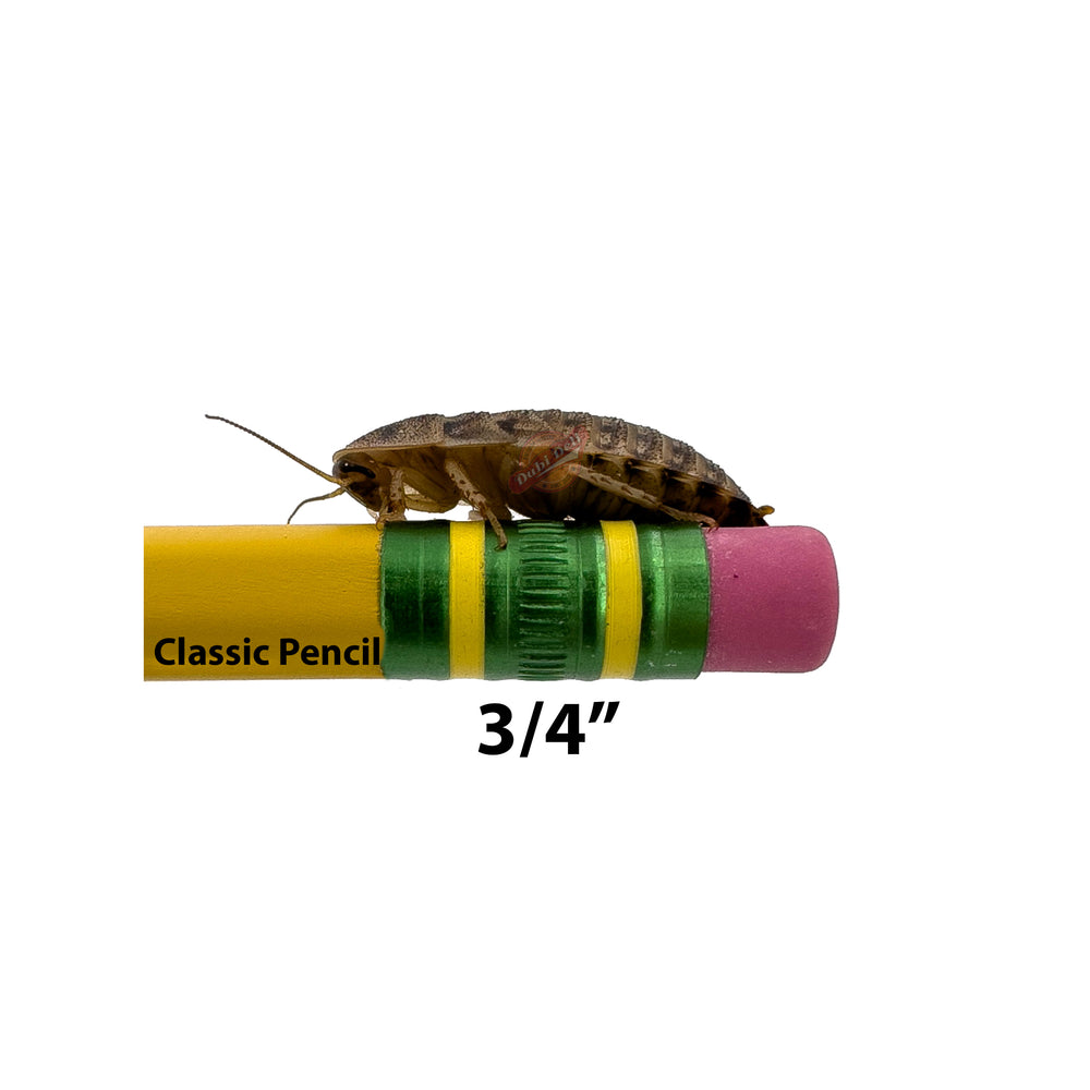Dubia Roaches (Bulk)