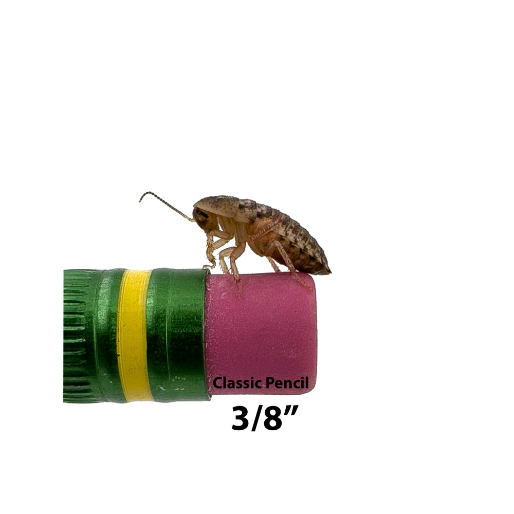 Dubia Roaches (Bulk)