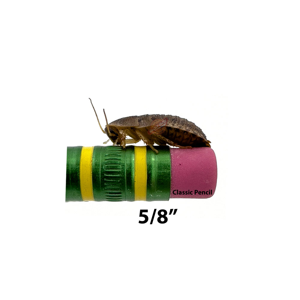 Dubia Roaches (Bulk)