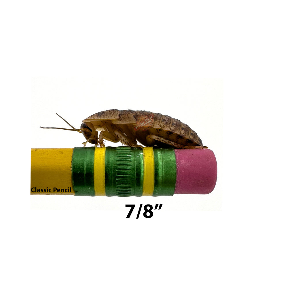 Dubia Roaches (Bulk)