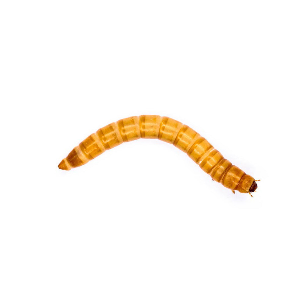 Dubia Roaches