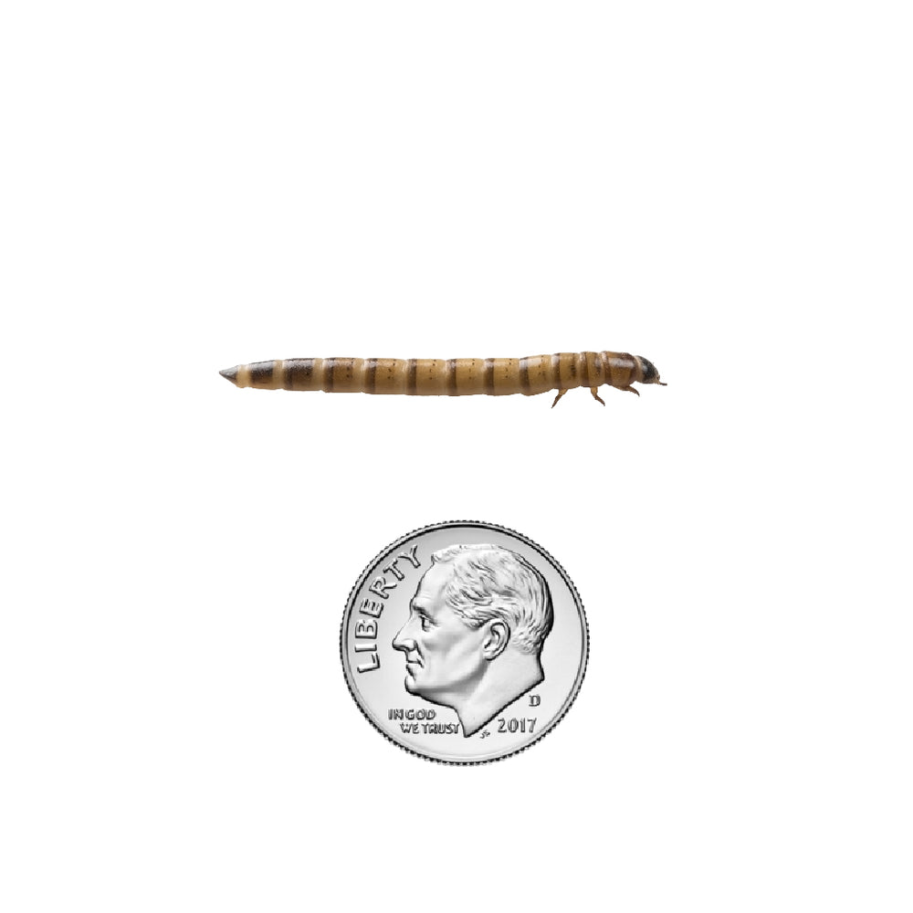 Dubia Roaches